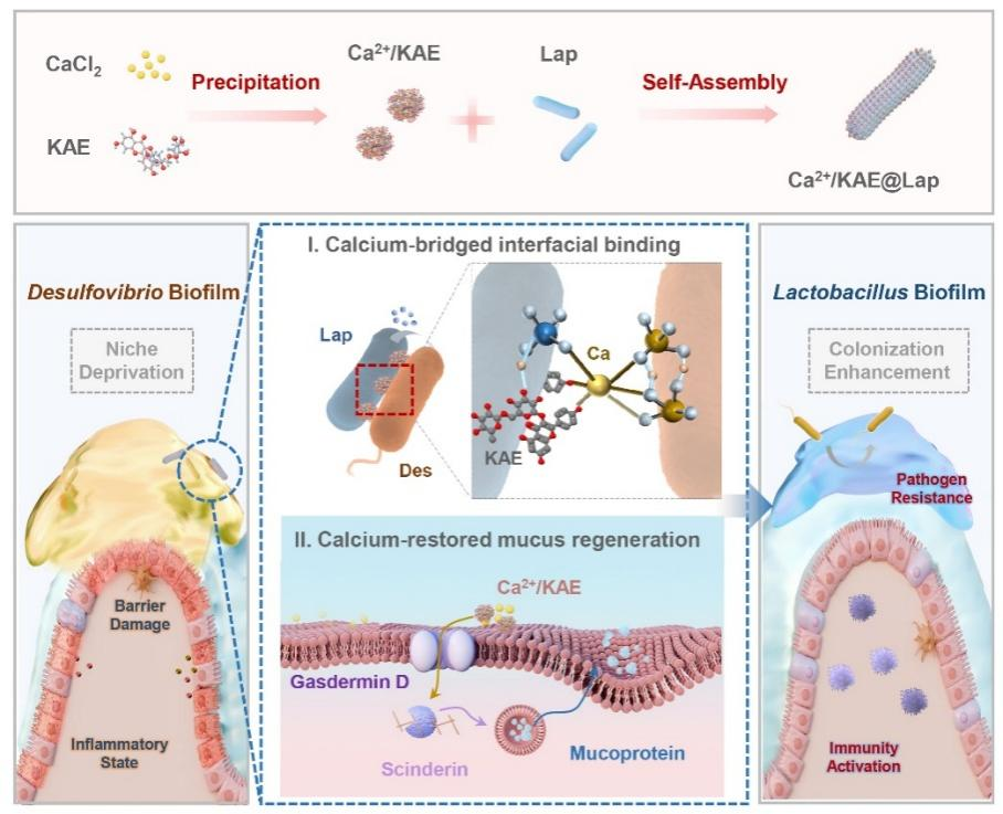 我院顾青教授团队在国际顶刊Advanced Materials发表研究论文，为肠道致病菌治疗提供突破性策略|食品与生物工程学院官网