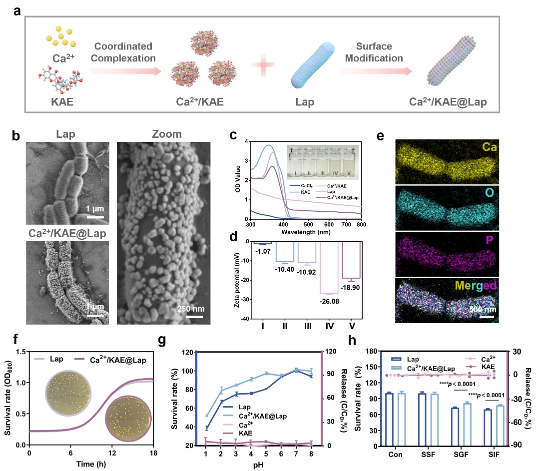 我院顾青教授团队在国际顶刊Advanced Materials发表研究论文，为肠道致病菌治疗提供突破性策略|食品与生物工程学院官网