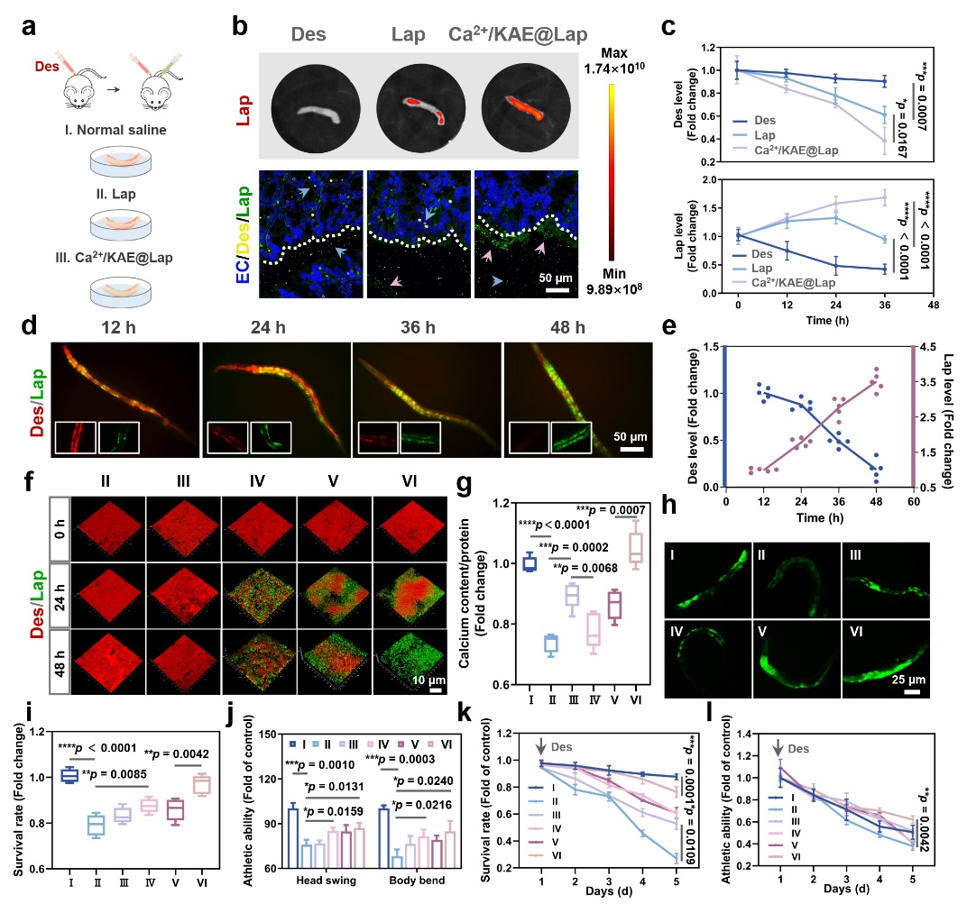 我院顾青教授团队在国际顶刊Advanced Materials发表研究论文，为肠道致病菌治疗提供突破性策略|食品与生物工程学院官网